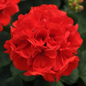 Oakbridge Greenhouse 801-968-4632